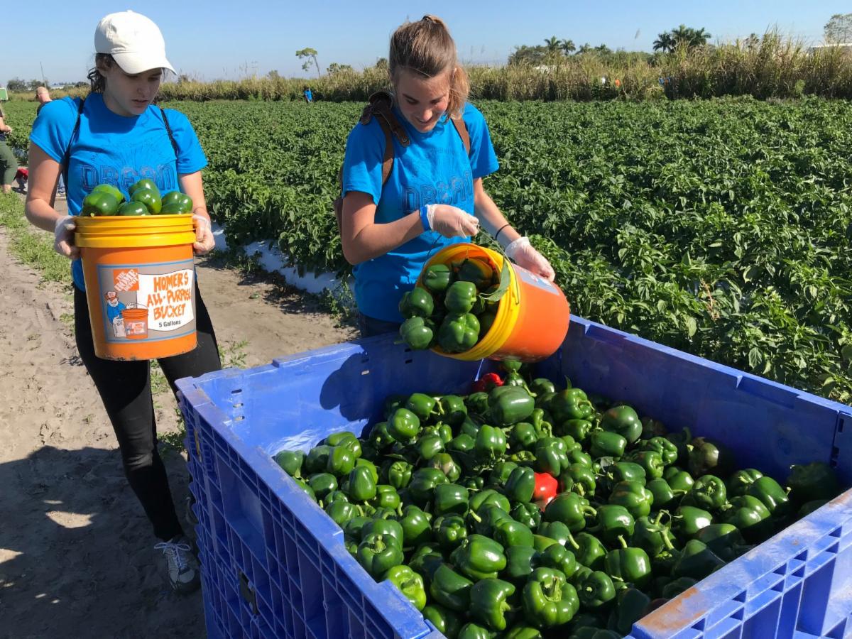 Event - Gleaning Volunteer Project - United Way of Palm Beach County